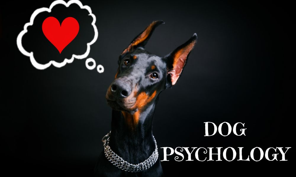 Dog Articles: Care, Dog Psychology & Dog Training | The Happy Puppers