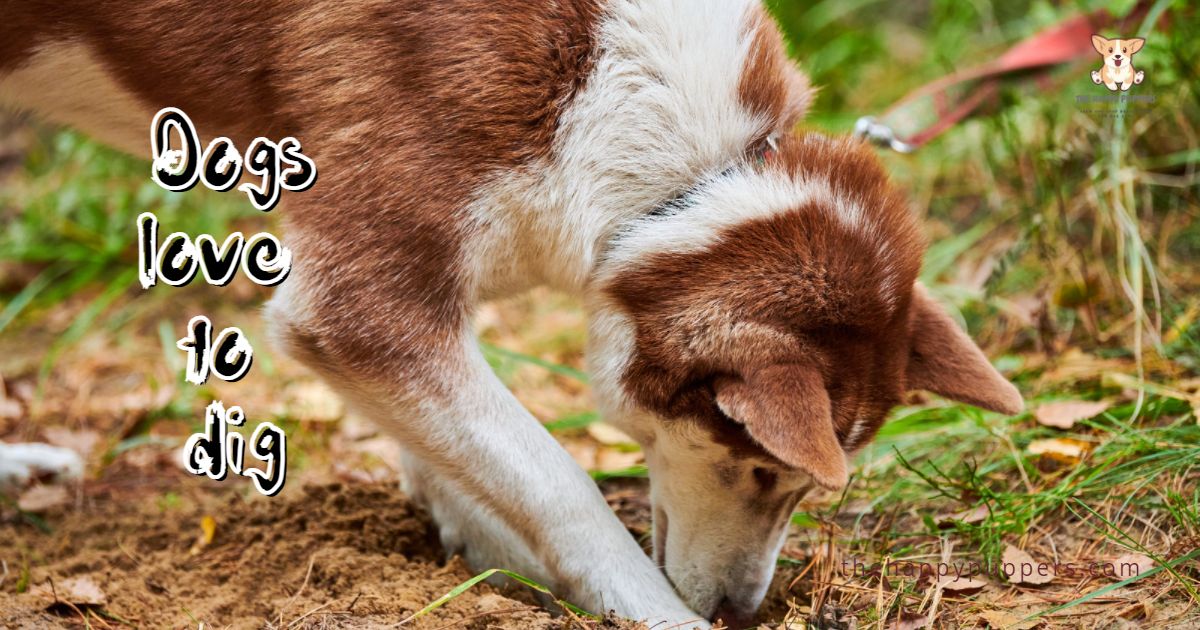 35 Common dog behaviors explained - The Happy Puppers