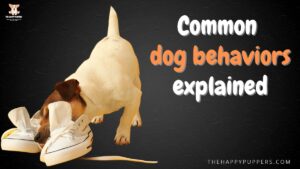 35 Common dog behaviors explained - The Happy Puppers