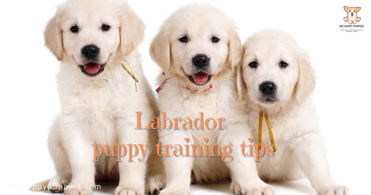 Tips for training a Labrador puppy - The Happy Puppers