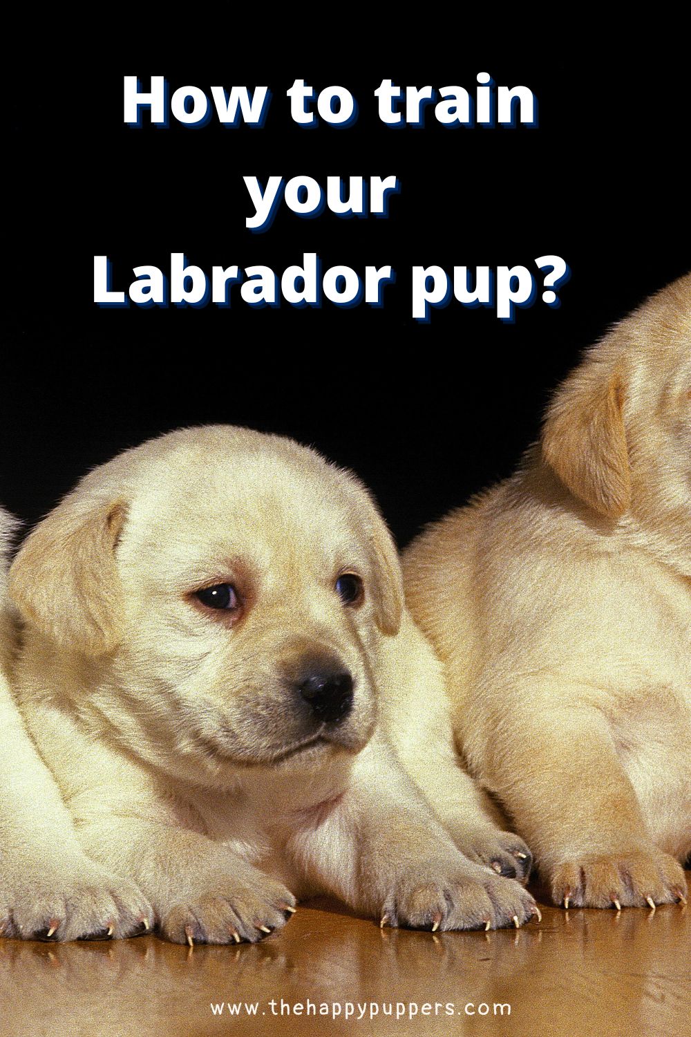 Tips for training a Labrador puppy - The Happy Puppers