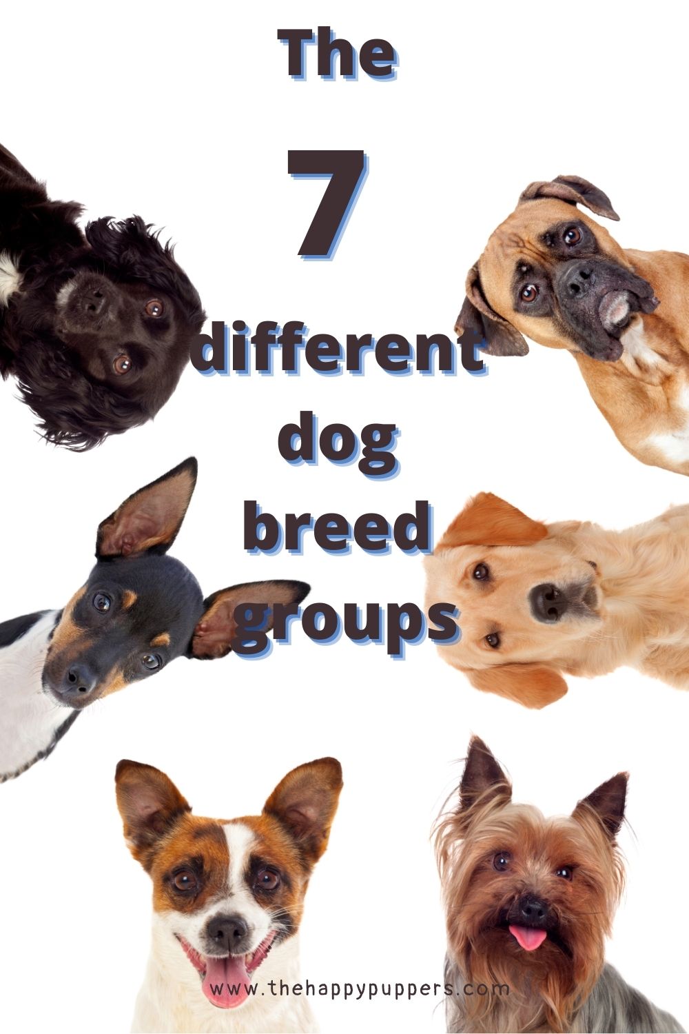 How are dog breed groups classified? - The Happy Puppers