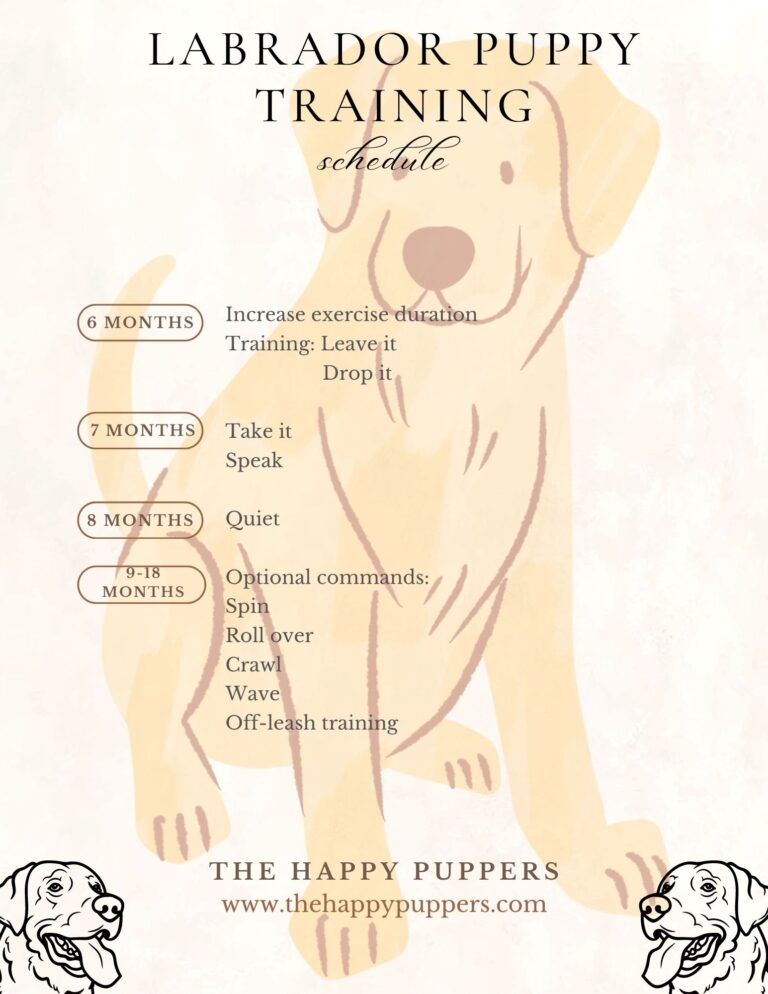 Tips for training a Labrador puppy - The Happy Puppers