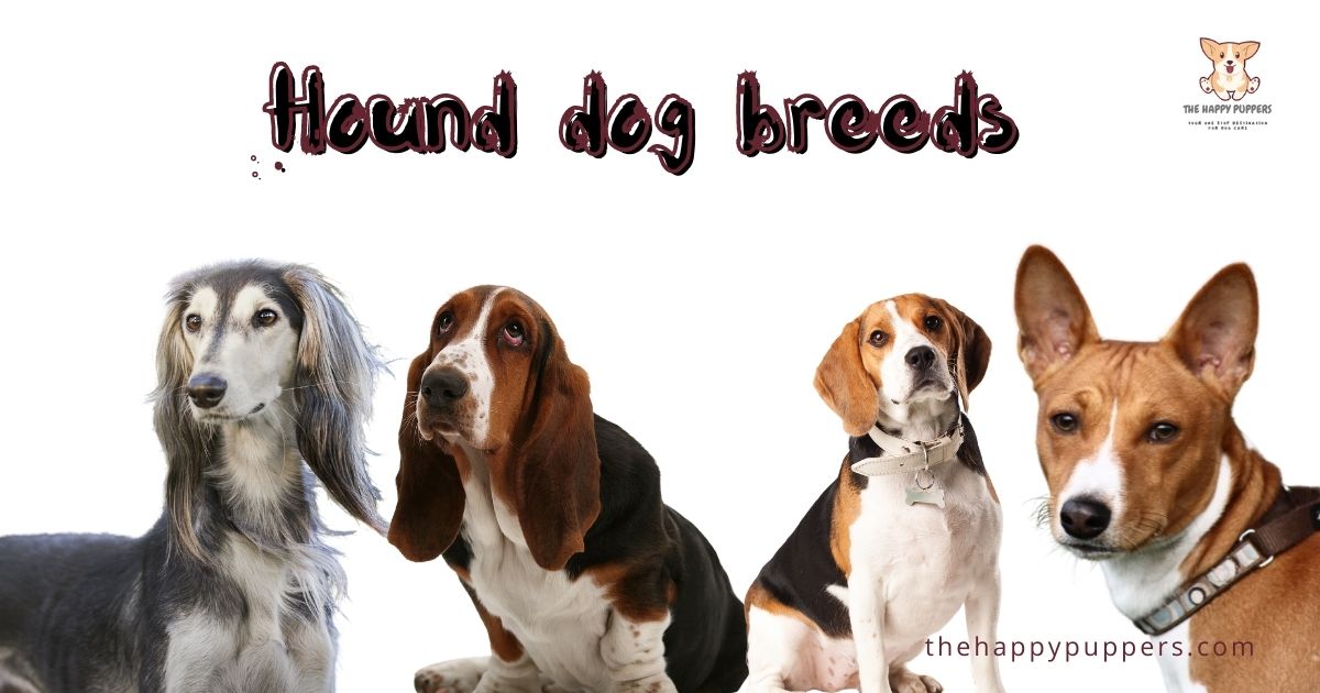 How are dog breed groups classified? - The Happy Puppers