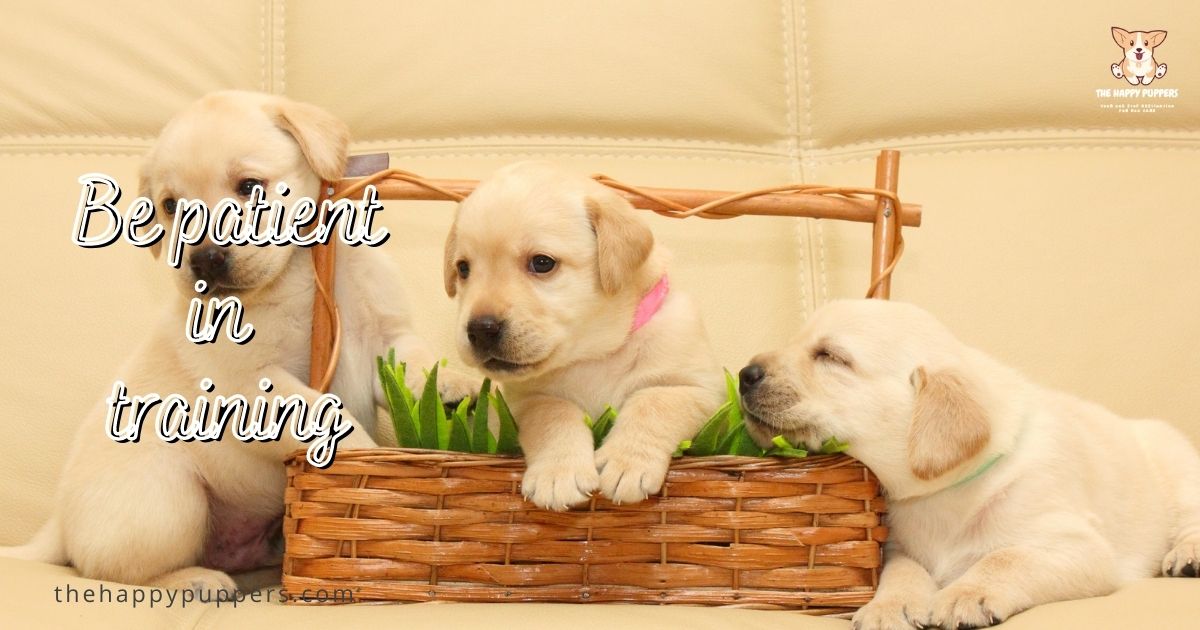 Tips for training a Labrador puppy - The Happy Puppers