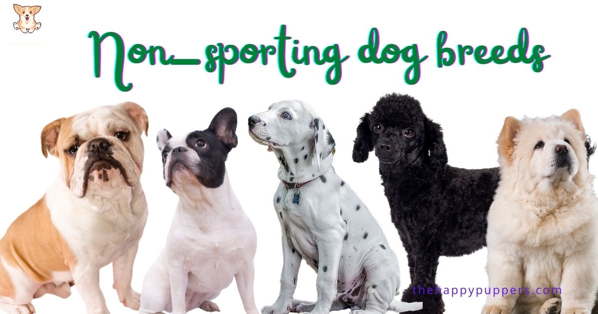 How are dog breed groups classified? - The Happy Puppers