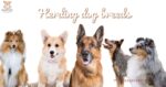 How are dog breed groups classified? - The Happy Puppers