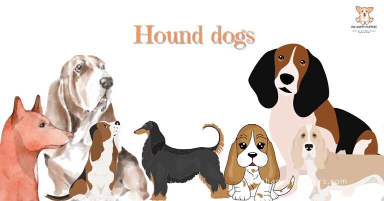 The hound dog breeds classification - The Happy Puppers