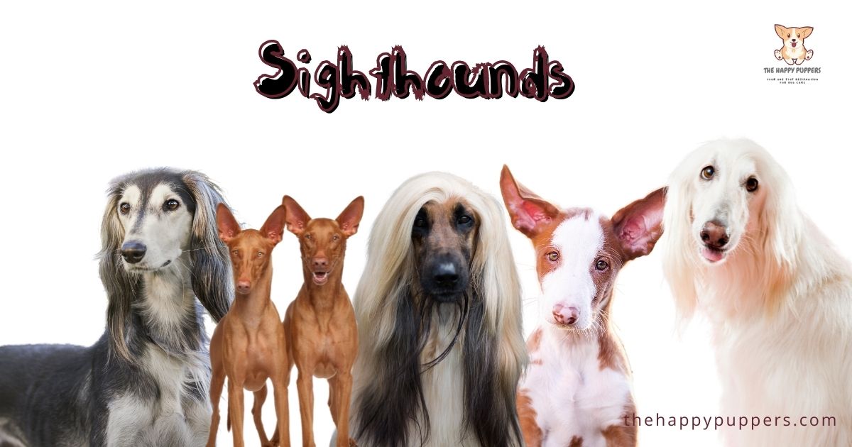 Hound dog breeds: a complete guide - The Happy Puppers