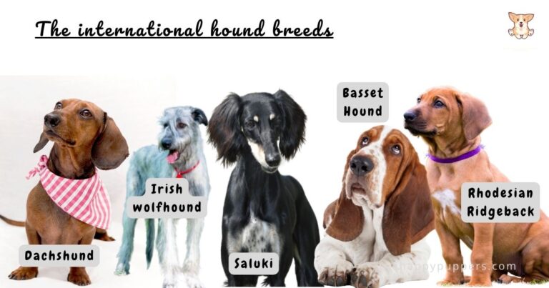 The hound dog breeds classification - The Happy Puppers