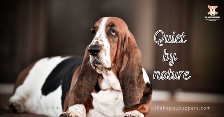 Hound dog breeds: a complete guide - The Happy Puppers