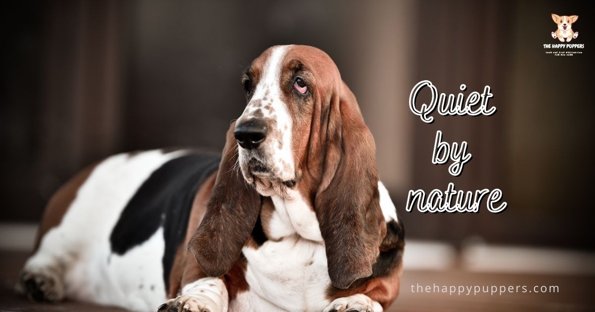 Hound dog breeds: a complete guide - The Happy Puppers