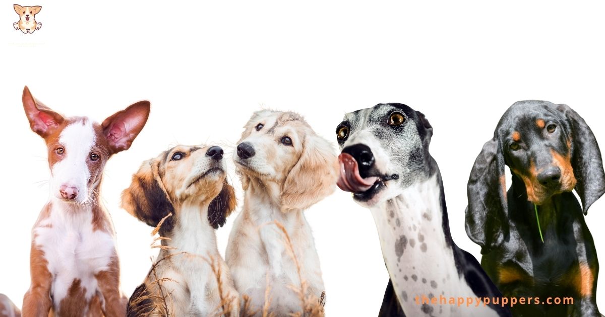 The hound dog breeds classification - The Happy Puppers