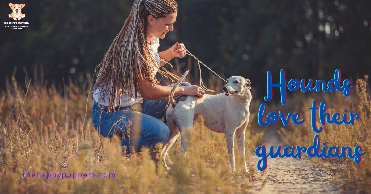 Hound dog breeds: a complete guide - The Happy Puppers