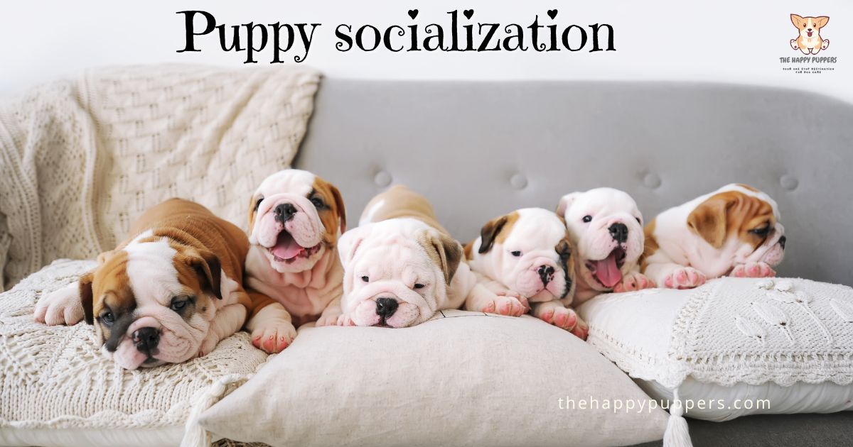 Tips for proper puppy socialization - The Happy Puppers