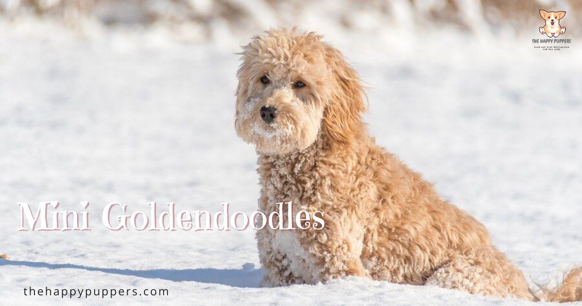 Mini goldendoodles: all you need to know - The Happy Puppers