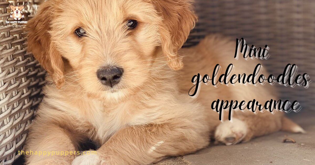 Mini goldendoodles: all you need to know - The Happy Puppers