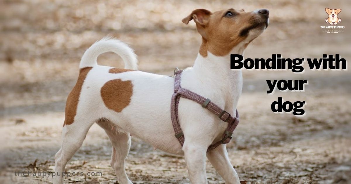 Terrier dog breed: a complete guide - The Happy Puppers