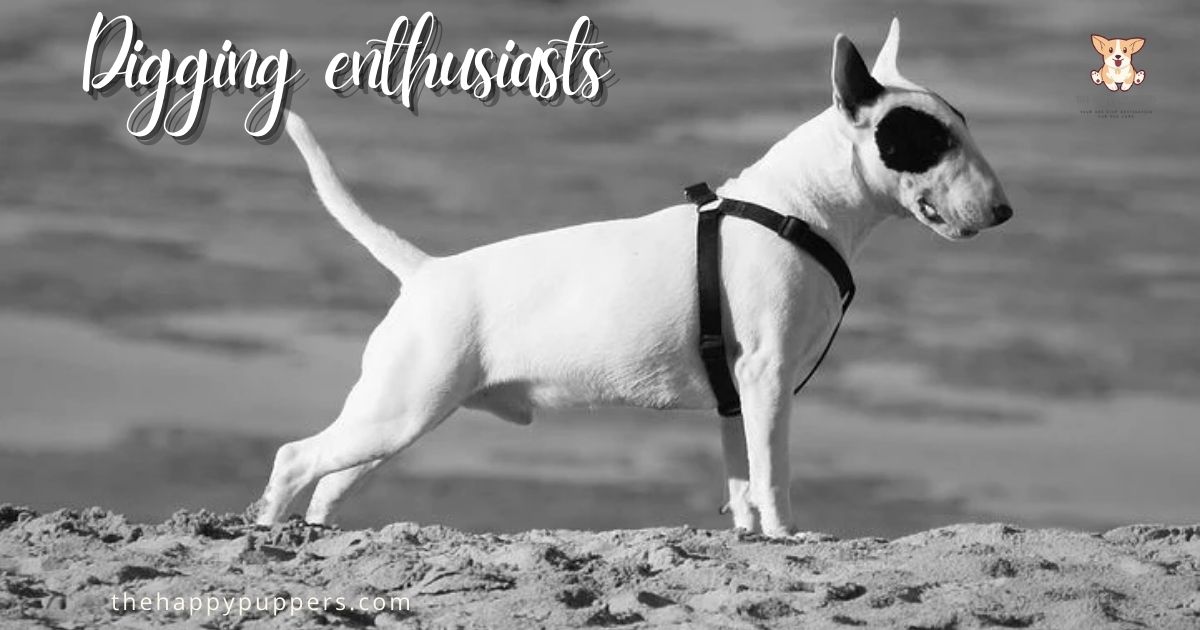 Terrier dog breed: a complete guide - The Happy Puppers