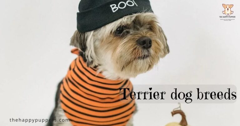 Terrier dog breed: a complete guide - The Happy Puppers
