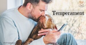 Pocket Pitbull: understanding the breed - The Happy Puppers