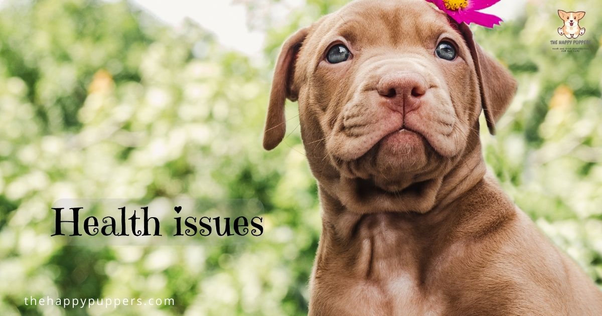 Pocket Pitbull: understanding the breed - The Happy Puppers