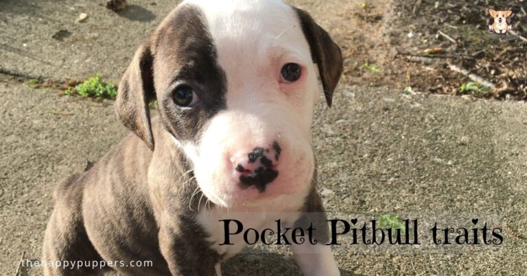Pocket Pitbull: understanding the breed - The Happy Puppers