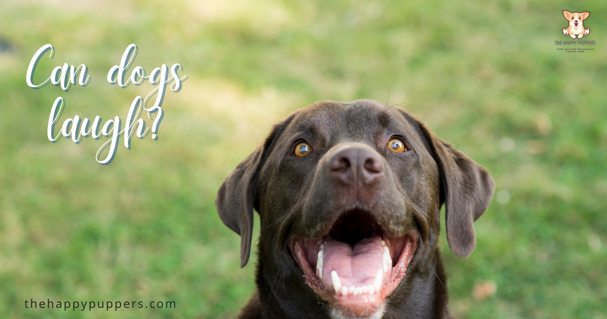 Is dog smile a real thing? - The Happy Puppers