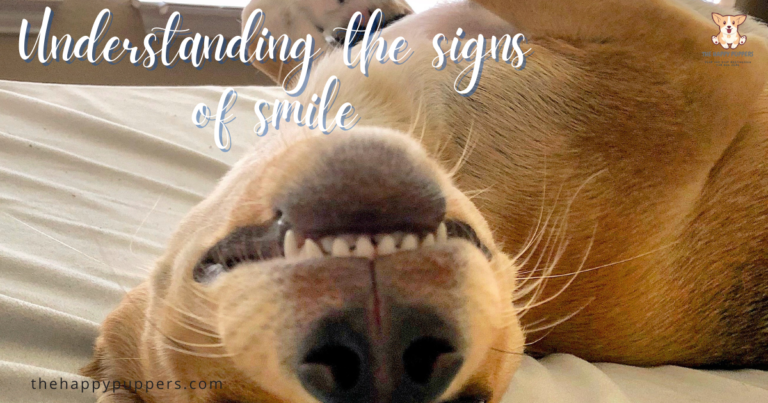 Is dog smile a real thing? - The Happy Puppers