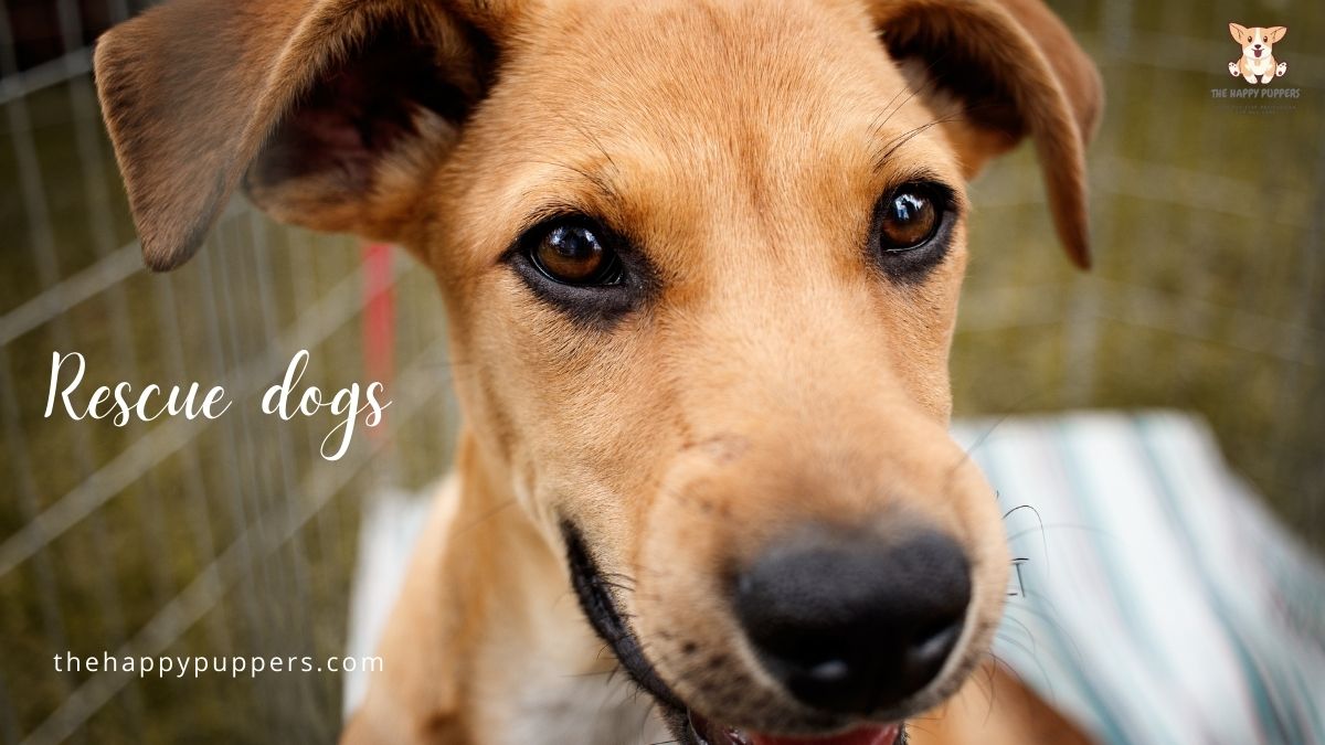 Rescue dog: tips and tricks for care - The Happy Puppers