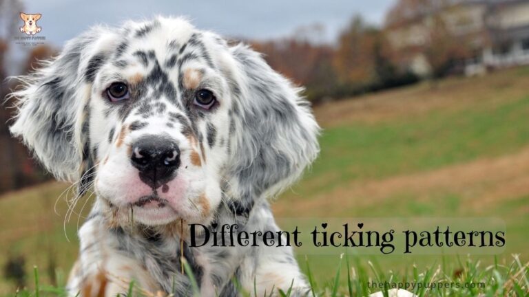 Ticking in dogs: a complete guide - The Happy Puppers