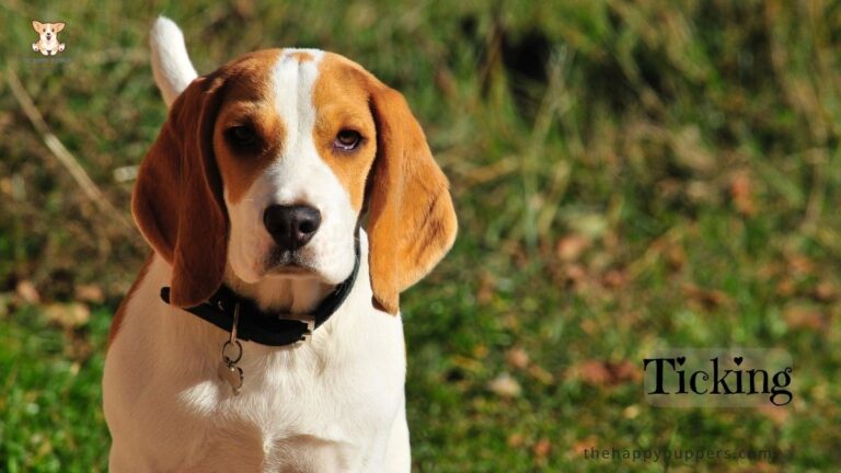 Ticking in dogs: a complete guide - The Happy Puppers