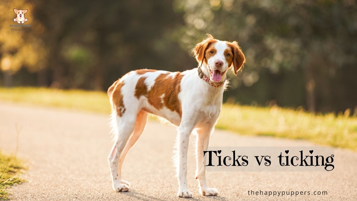 Ticking in dogs: a complete guide - The Happy Puppers