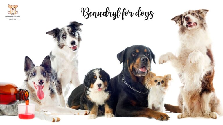 Benadryl doses for dogs guide - The Happy Puppers