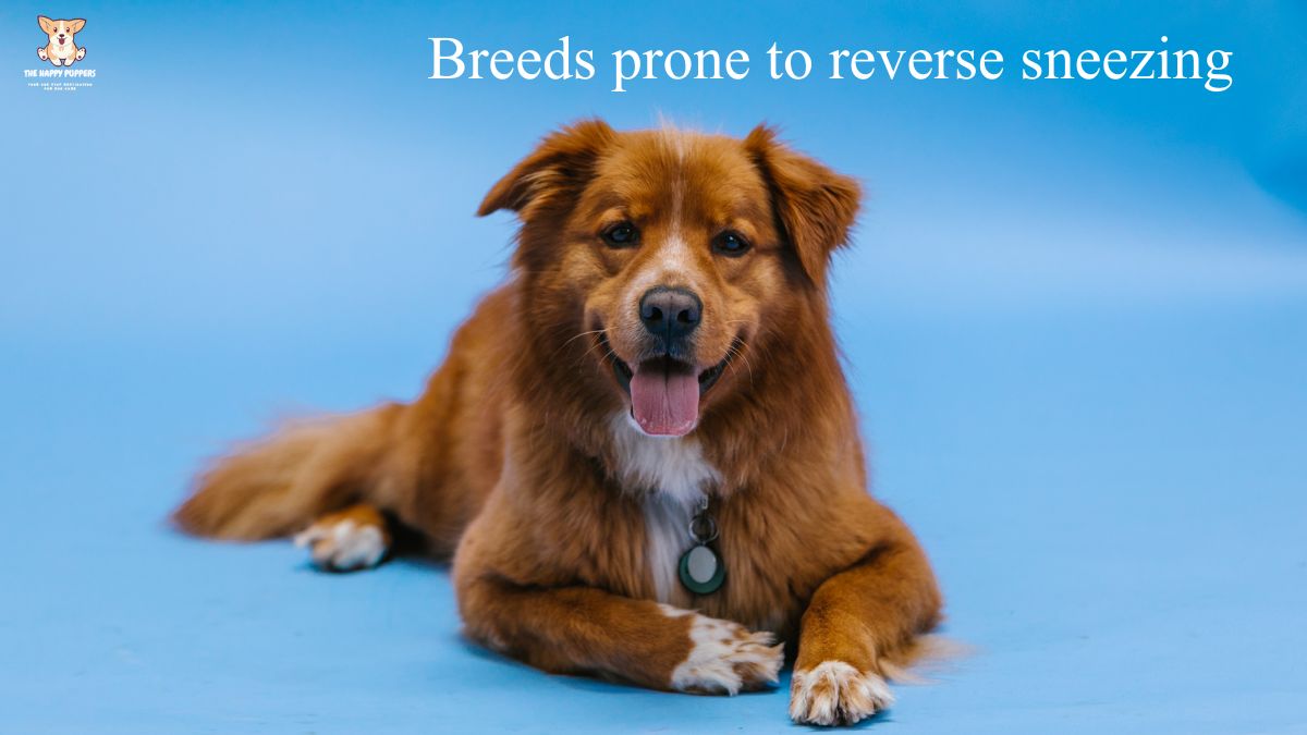 Reverse sneezing in dogs: a complete guide - The Happy Puppers