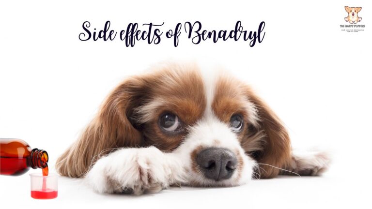 Benadryl doses for dogs guide - The Happy Puppers
