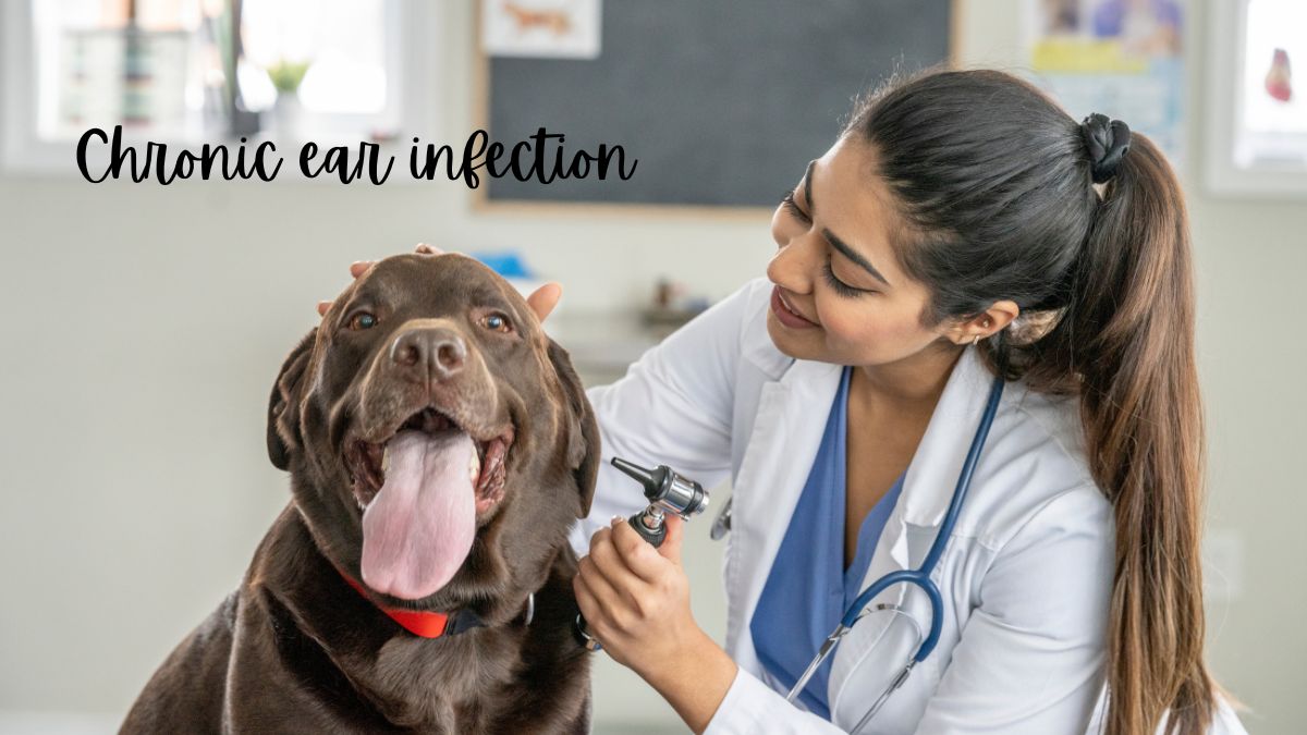 Dog ear infections: a complete guide - The Happy Puppers