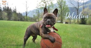 Viral papilloma in dogs: a complete guide - The Happy Puppers