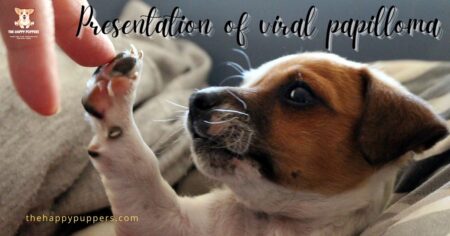 Viral papilloma in dogs: a complete guide - The Happy Puppers