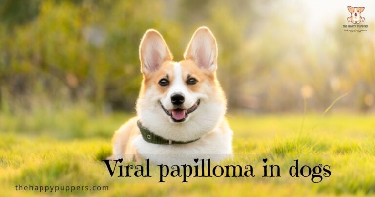 Viral papilloma in dogs: a complete guide - The Happy Puppers