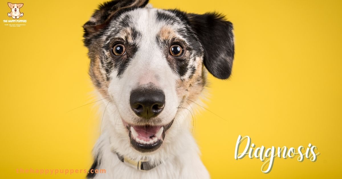 Sebaceous cysts in dogs - The Happy Puppers