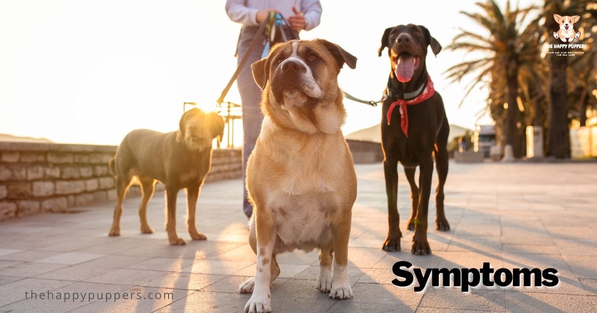 Sebaceous cysts in dogs - The Happy Puppers
