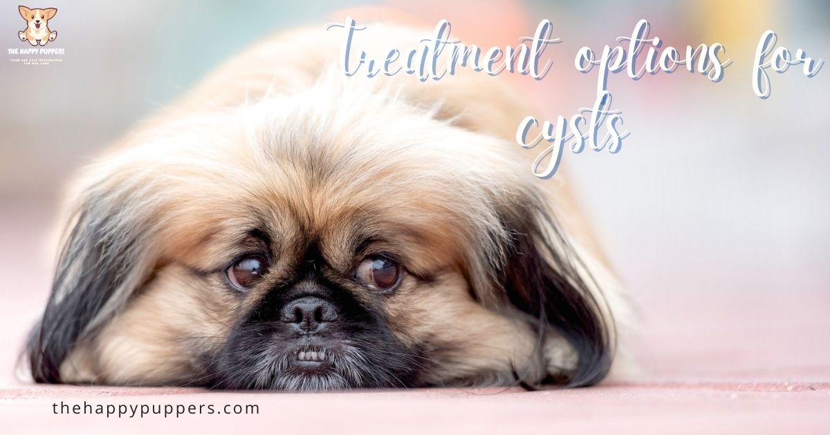Sebaceous cysts in dogs - The Happy Puppers