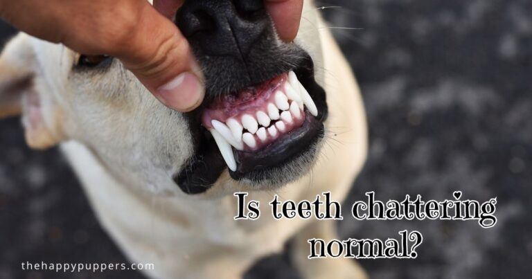 Teeth chattering in dogs: why, when, how? - The Happy Puppers