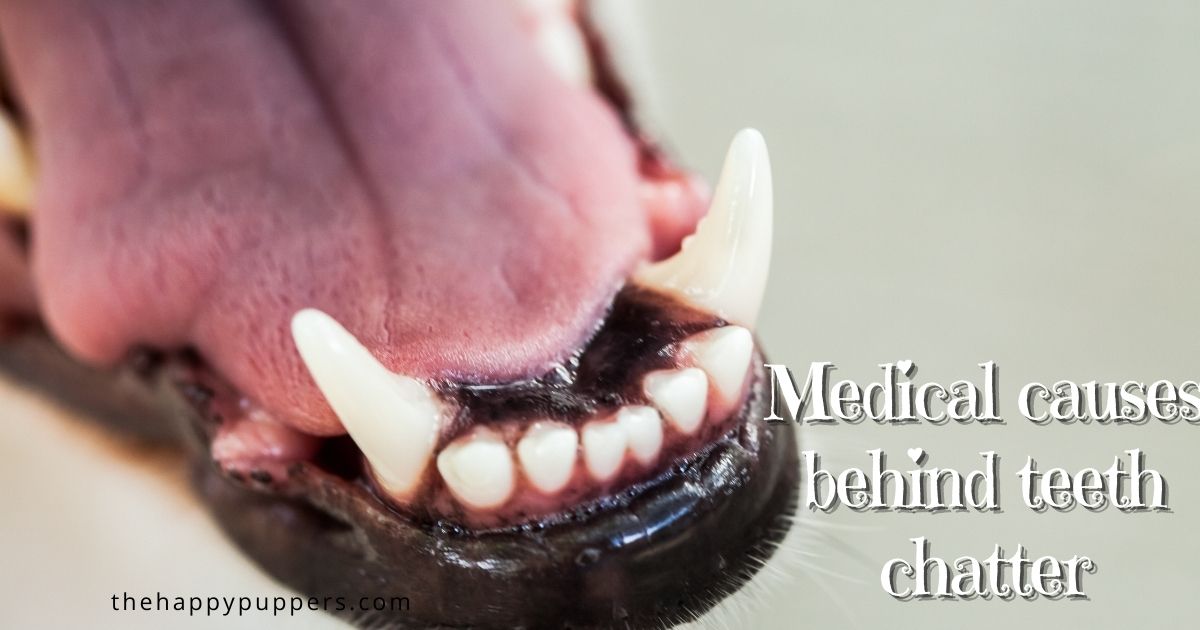 Teeth chattering in dogs: why, when, how? - The Happy Puppers