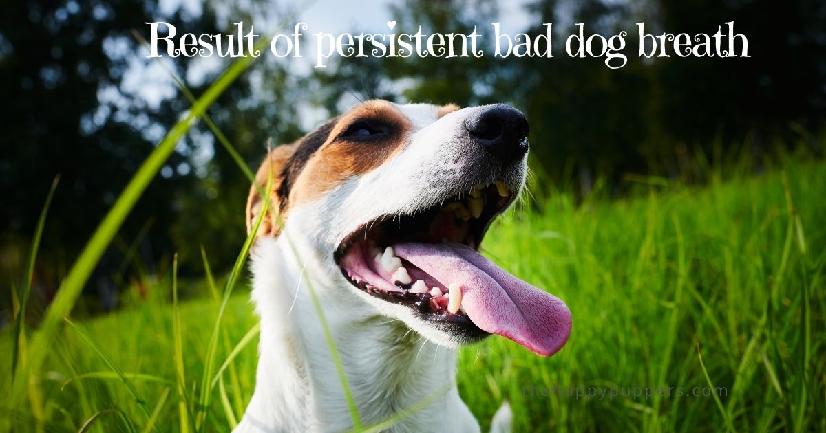 Bad breath in dogs - The Happy Puppers