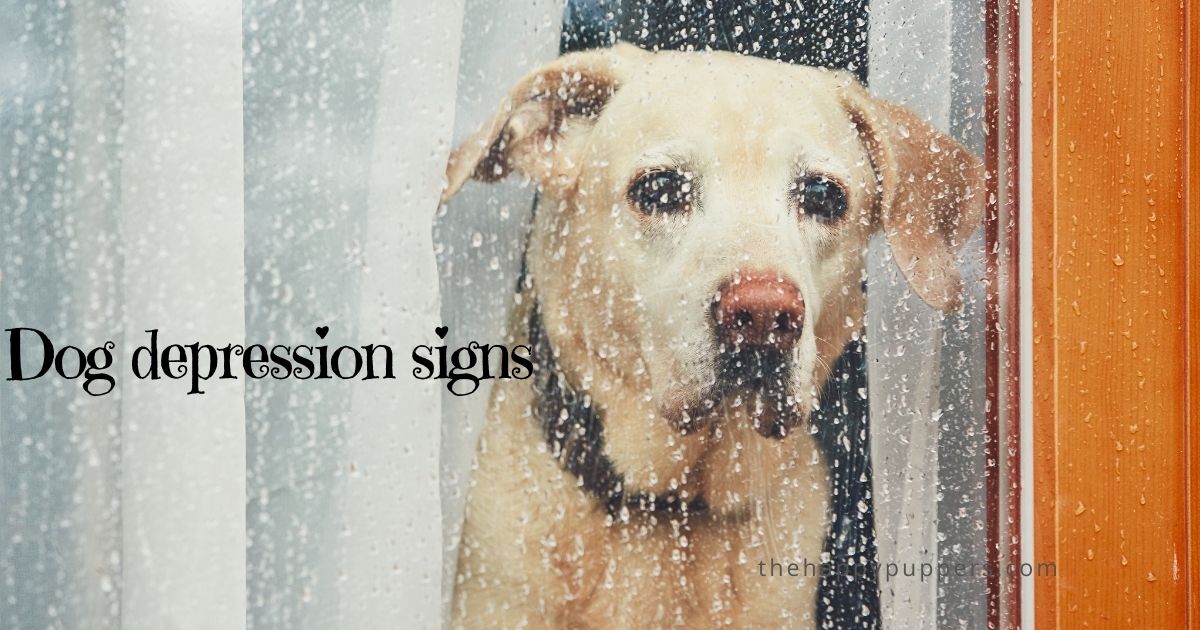 Signs of dog depression: a complete guide - The Happy Puppers
