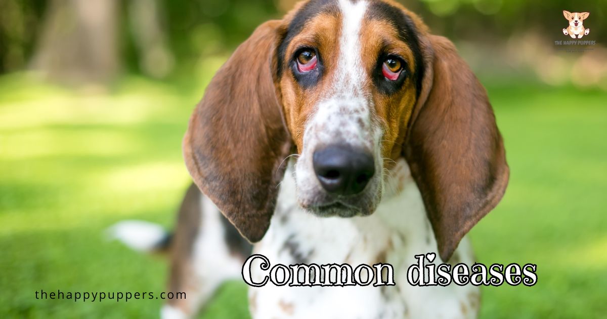 Third eyelid in dogs: a complete guide - The Happy Puppers