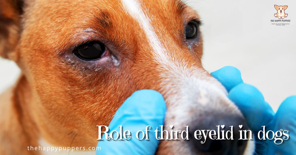 Third eyelid in dogs: a complete guide - The Happy Puppers