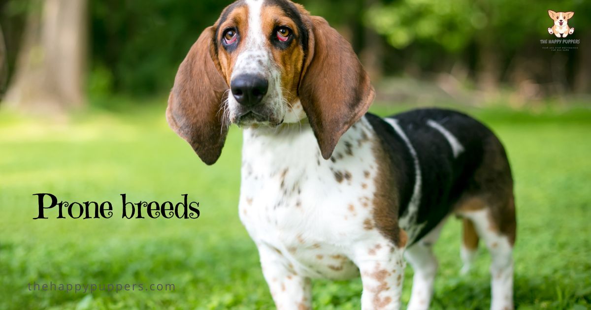 Third eyelid in dogs: a complete guide - The Happy Puppers